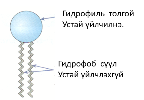Мэдлээ | Цахим контент